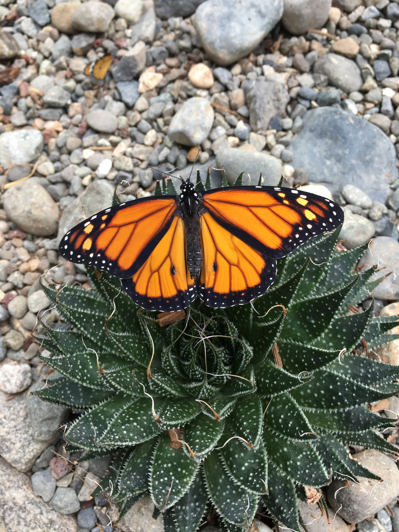 Explore the Enchanting Butterfly World Coombs in Vancouver Island ...